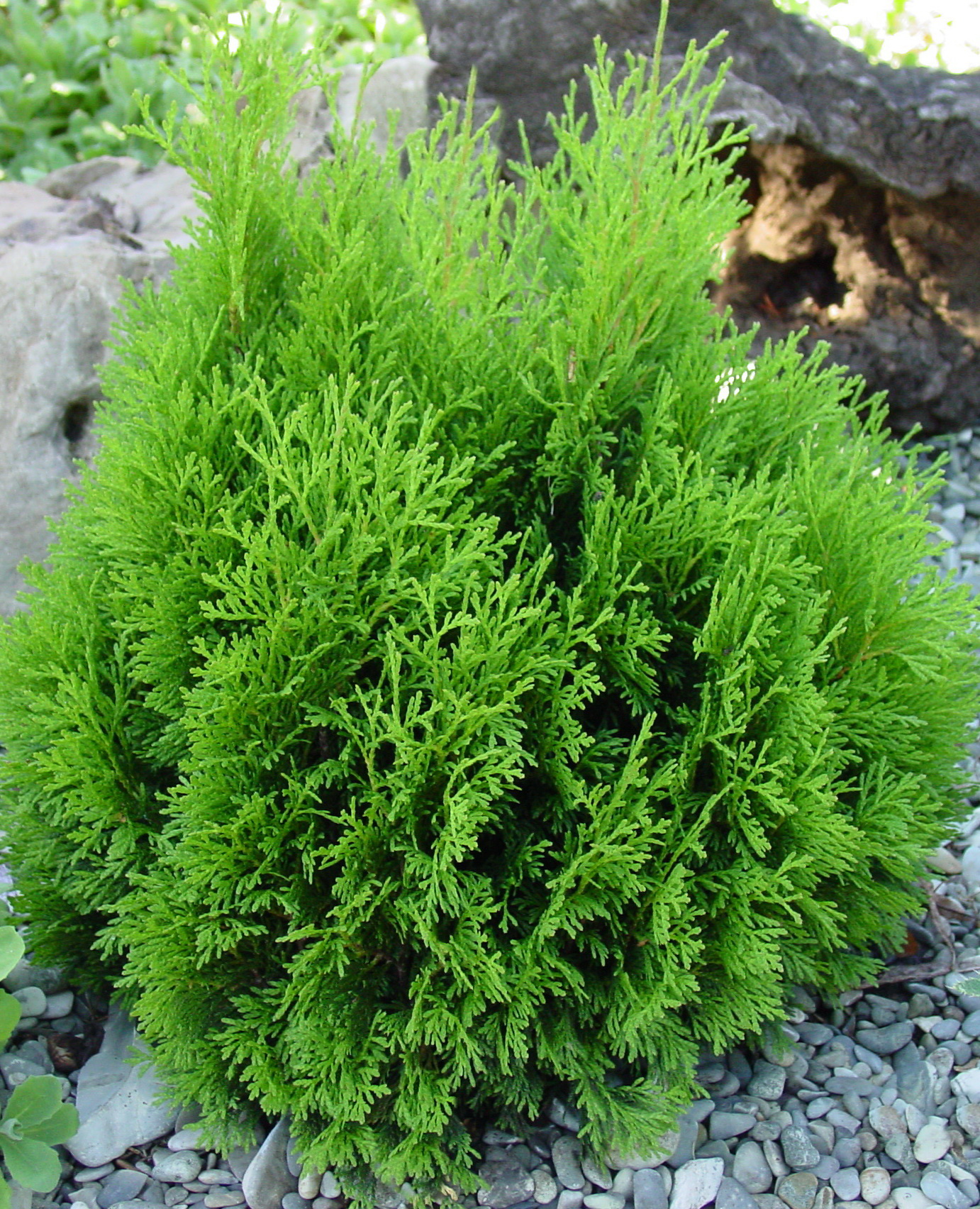 Туя западная `Микки`, Thuja occidentalis `Micky` | СадПарад